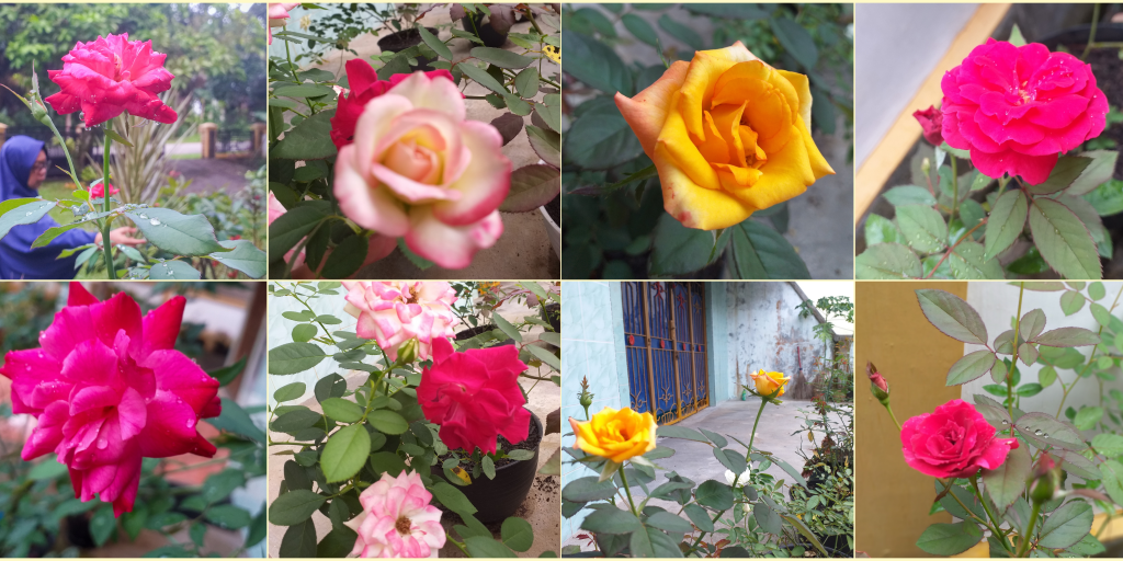 Pestisida Alami untuk Hama pada Tanaman Mawar - Warung Sains Teknologi